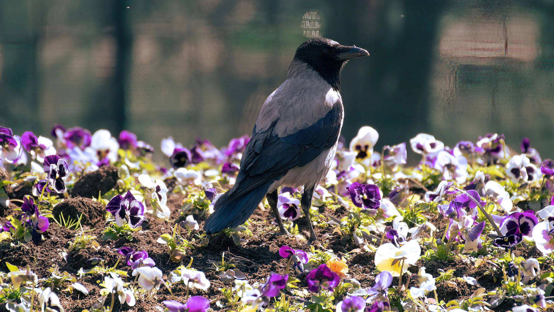 Cherry Tree Park | Orlando, FL | 54520