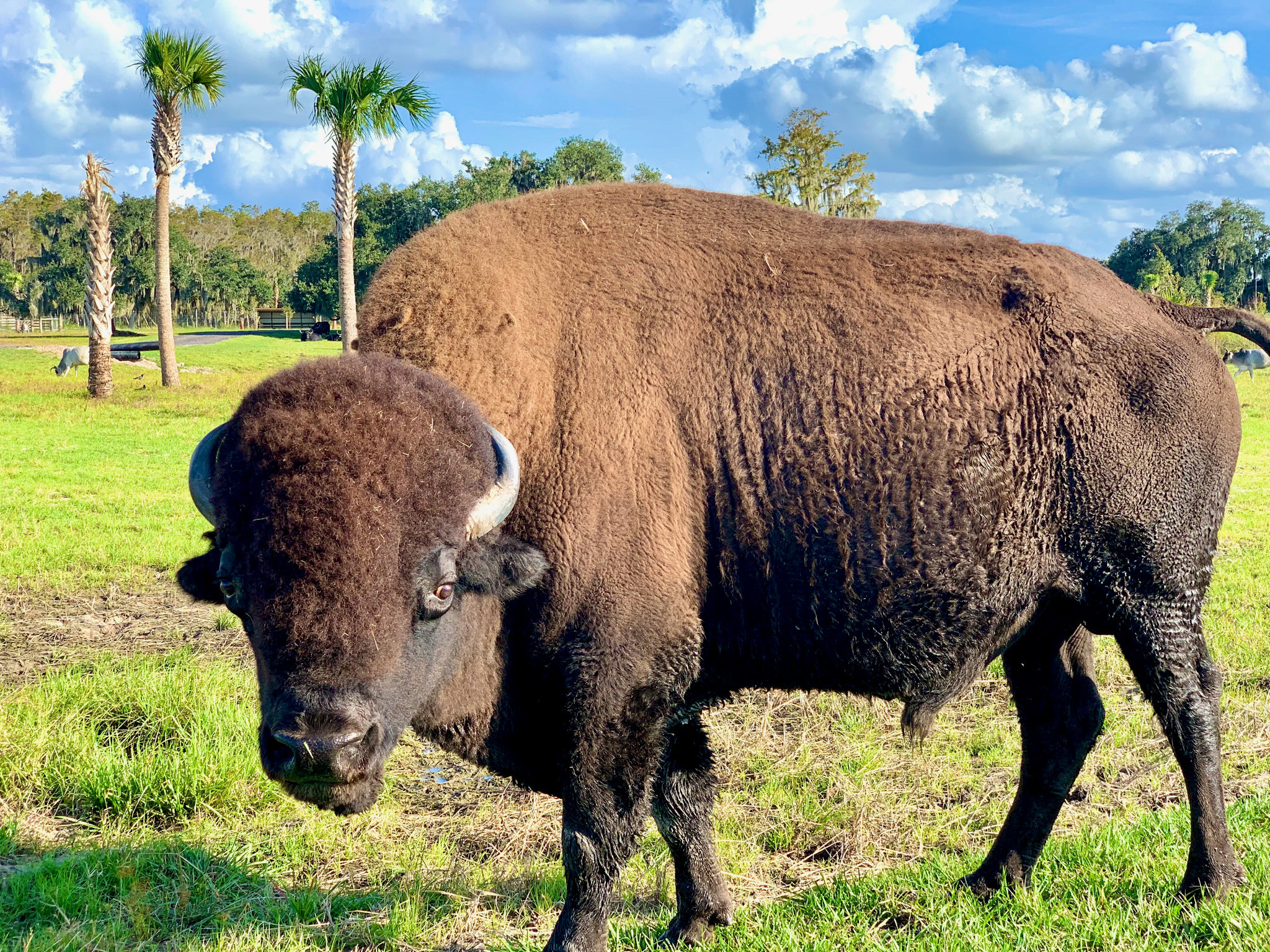 Wild Florida | Kenansville, FL | 32759 - Featured