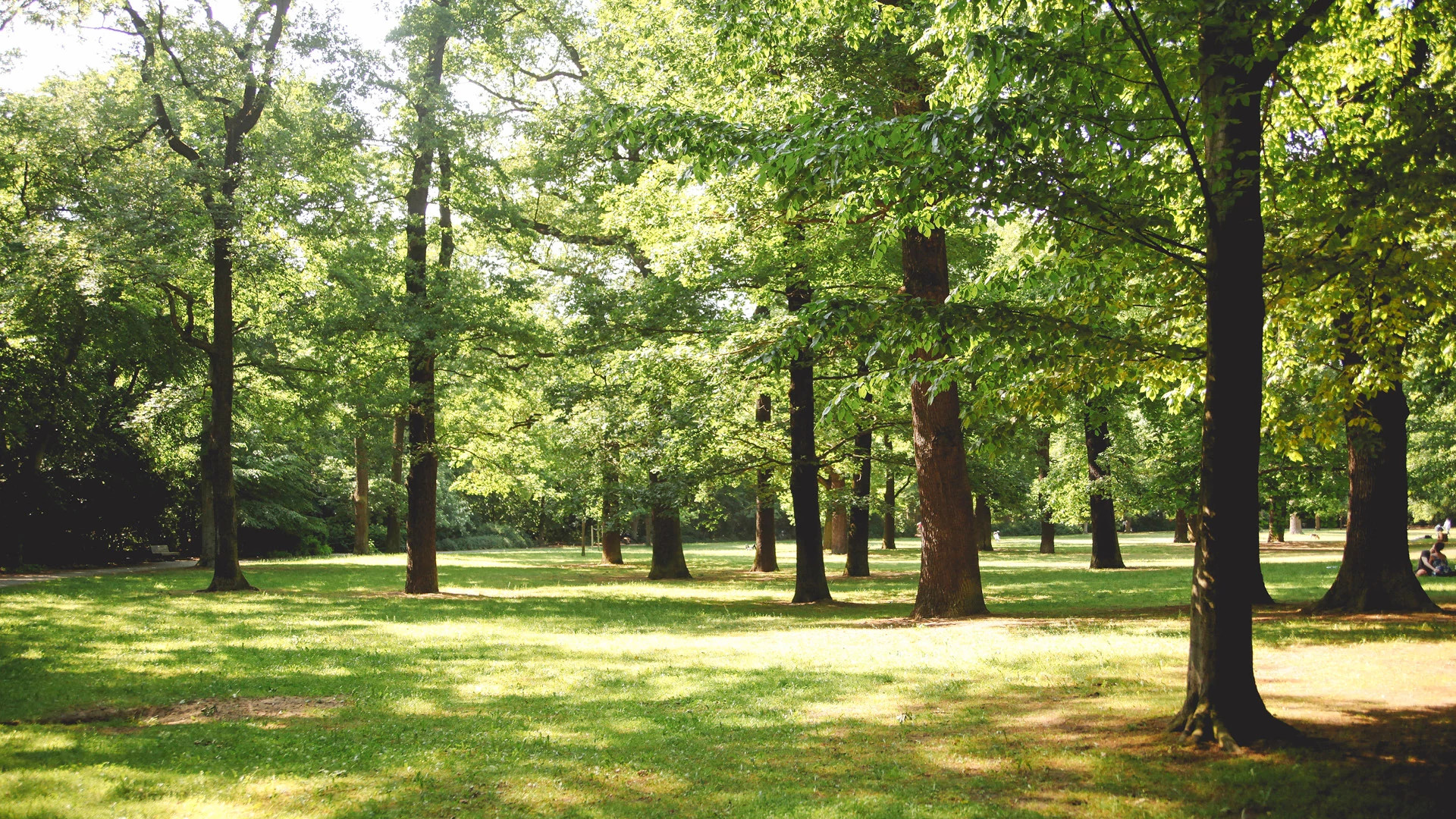 Split Oak Forest | Orlando, FL | 52493