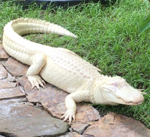 Wild Florida Airboats, Gator Park & Drive-thru Safari | Kenansville, FL ...