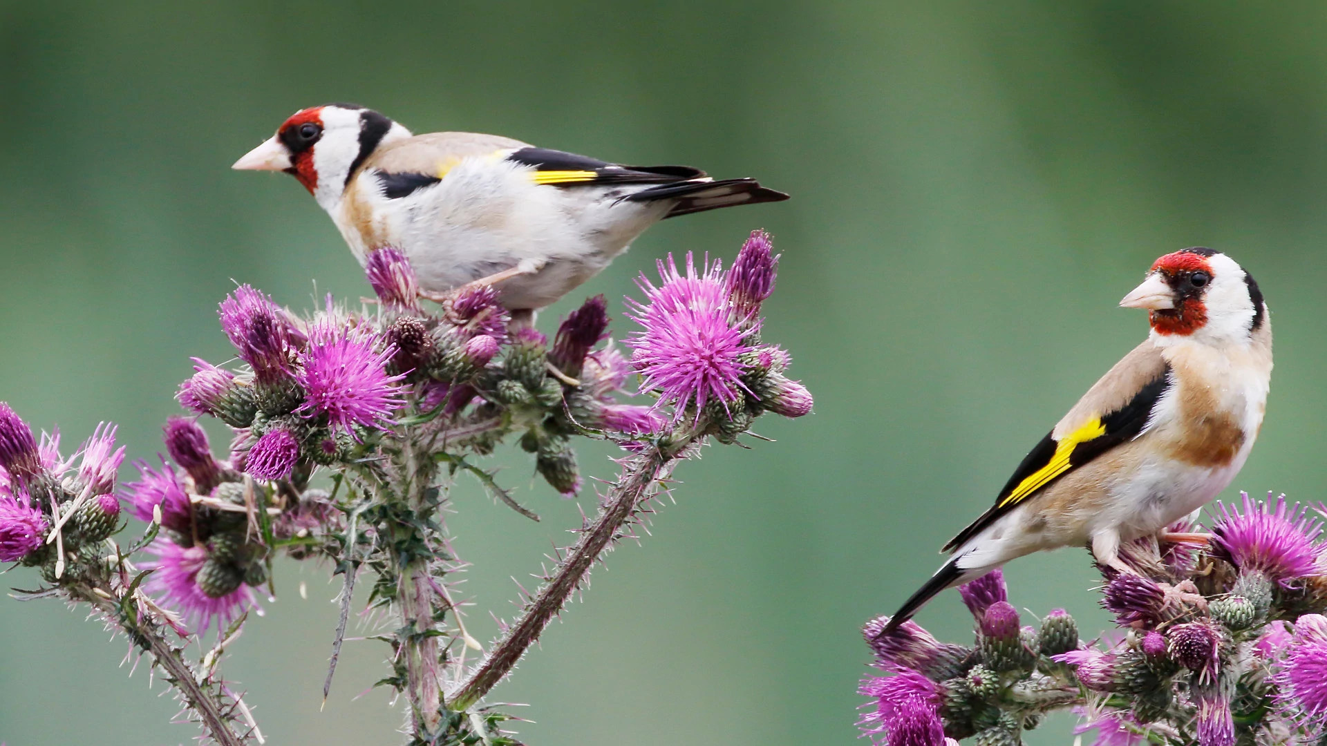 Interlaken Park | Orlando, FL | 52151