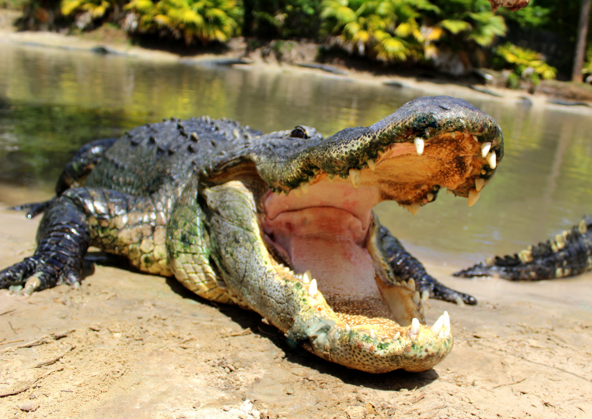 Wild Florida Airboats, Gator Park & Drive-thru Safari | Kenansville, FL ...