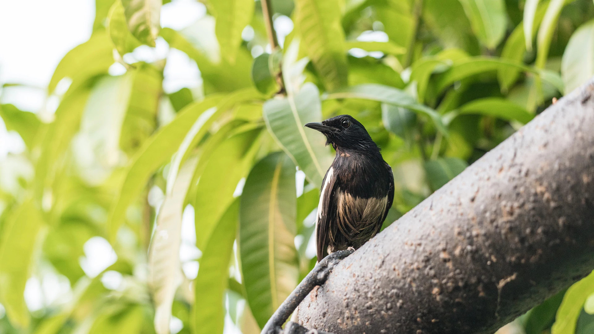 Blue Jacket Park | Orlando, FL | 54516